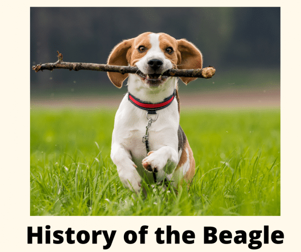 Tracing the Origins and Evolution of Beagle Dogs: A Historical Overview ...