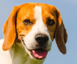 History Of The Beagle Dog Breed - Dog Friendly Scene