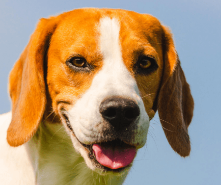 Tracing the Origins and Evolution of Beagle Dogs: A Historical Overview ...