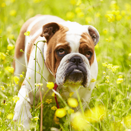 A Comprehensive Timeline of the Bulldog Breed's History from 1631 to ...
