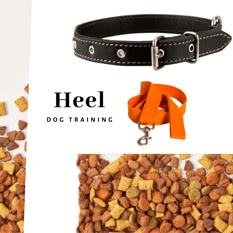How To Teach A Dog To Heel (Training) - Easy Training - Dog Friendly Scene