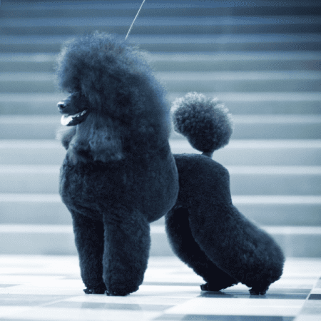 LEARN - The History Of The Poodle Breed | Dog Friendly Scene