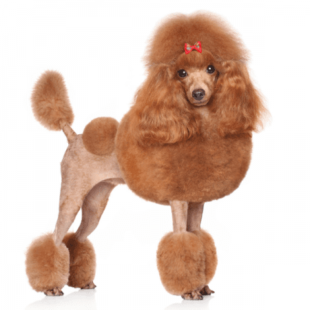 History Of The Poodle Breed - Dog Friendly Scene