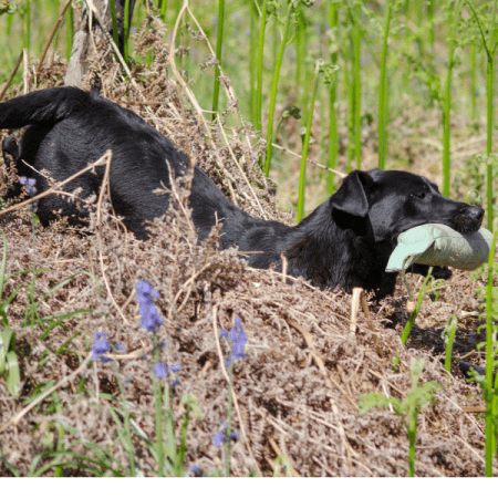 History Of The Labrador Retriever Breed - Dog Friendly Scene