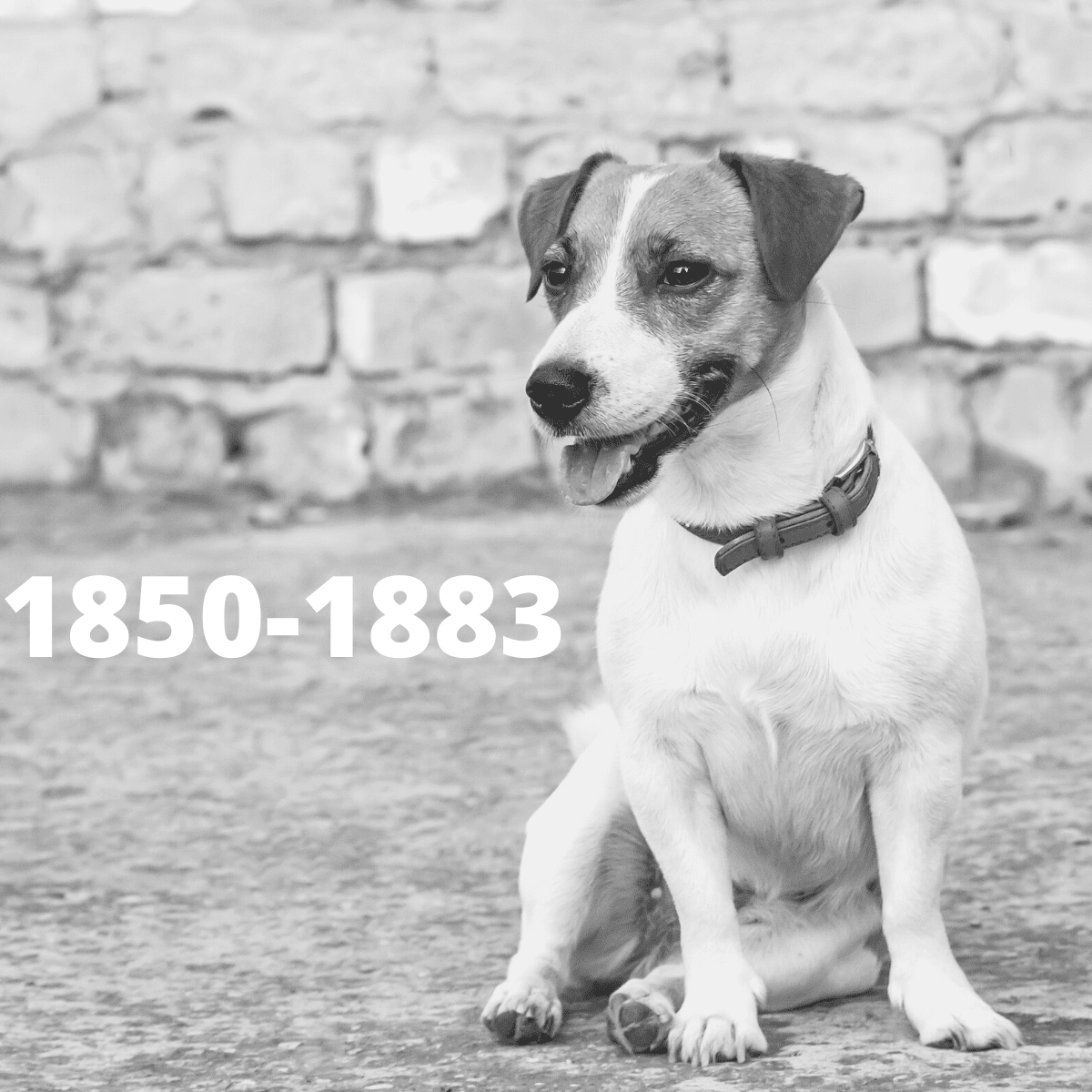 History Of The Jack Russell Terrier Dog Breed (1819 to Modern Day ...