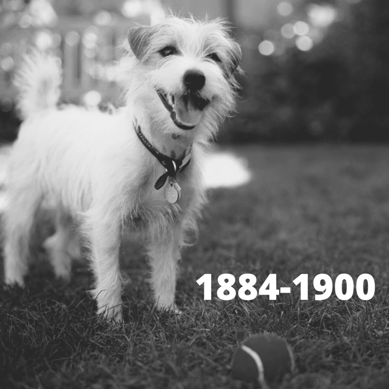 History Of The Jack Russell Terrier Dog Breed (1819 to Modern Day ...