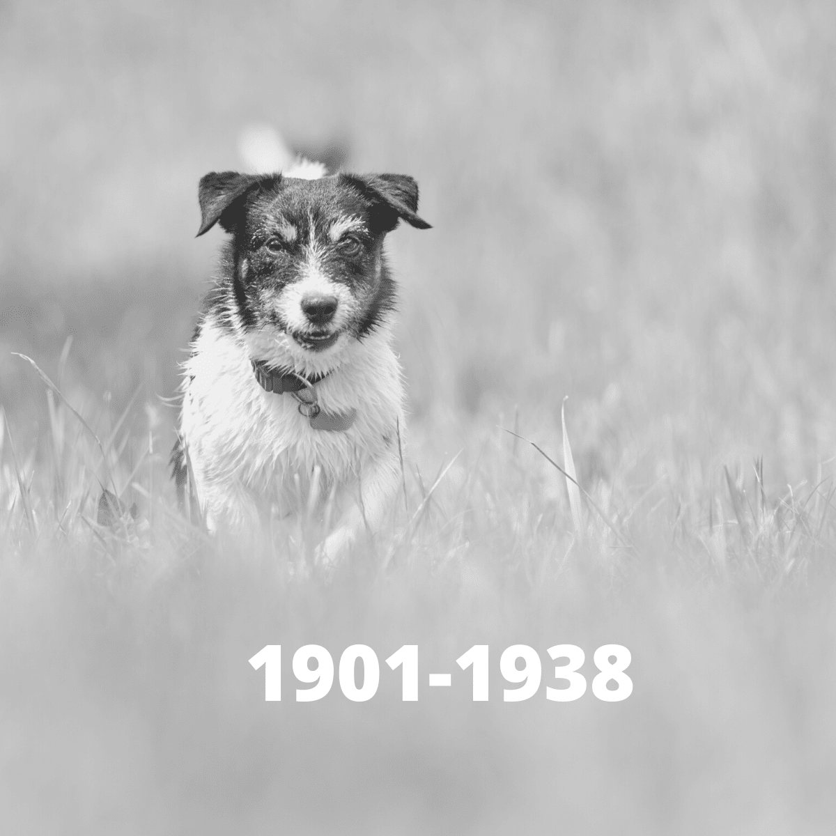 History Of The Jack Russell Terrier Dog Breed (1819 to Modern Day ...