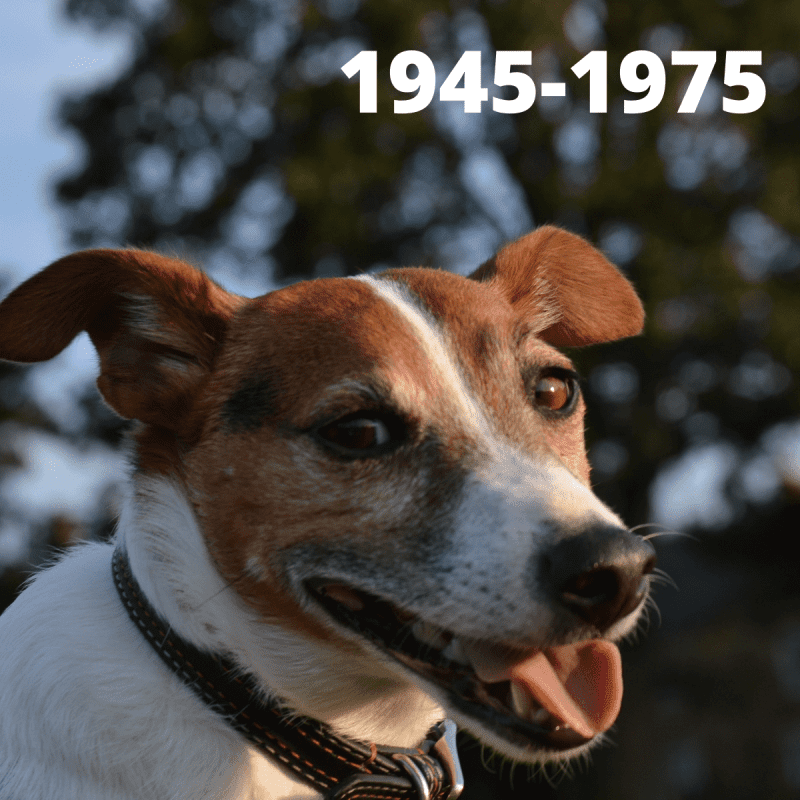 History Of The Jack Russell Terrier Dog Breed (1819 to Modern Day ...