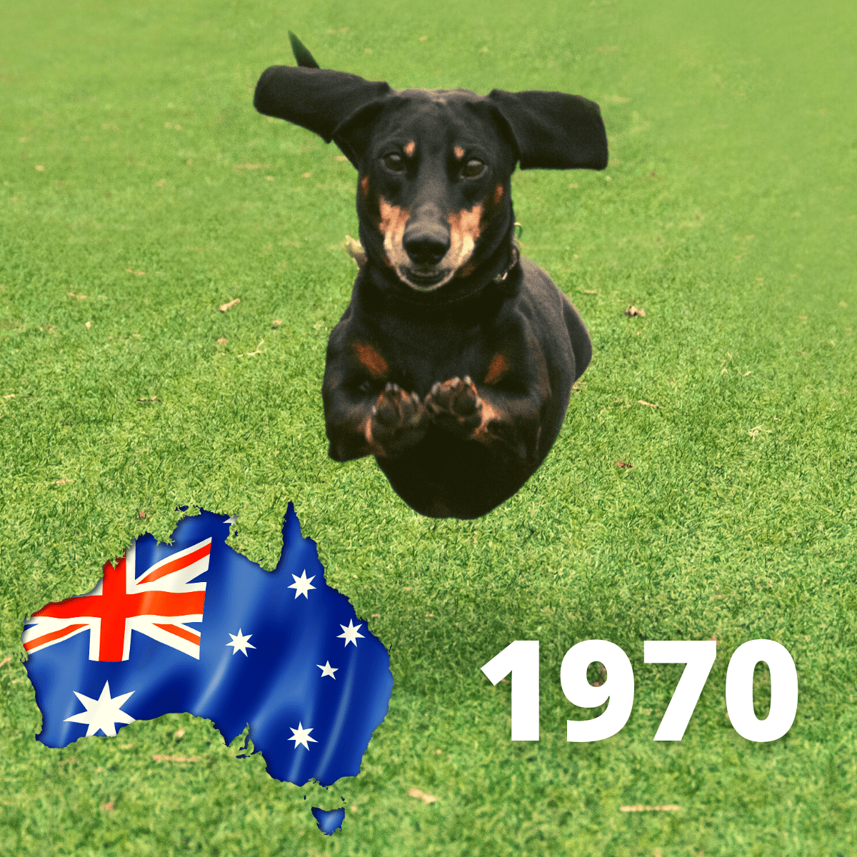 LEARN - History Of The Dachshund Breed - Dog Friendly Scene