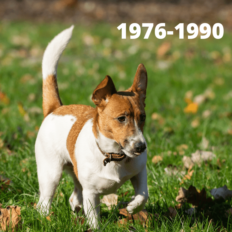 History Of The Jack Russell Terrier Dog Breed (1819 to Modern Day ...