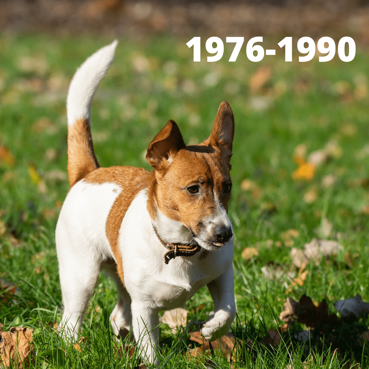 History Of The Jack Russell Terrier Dog Breed (1819 to Modern Day ...