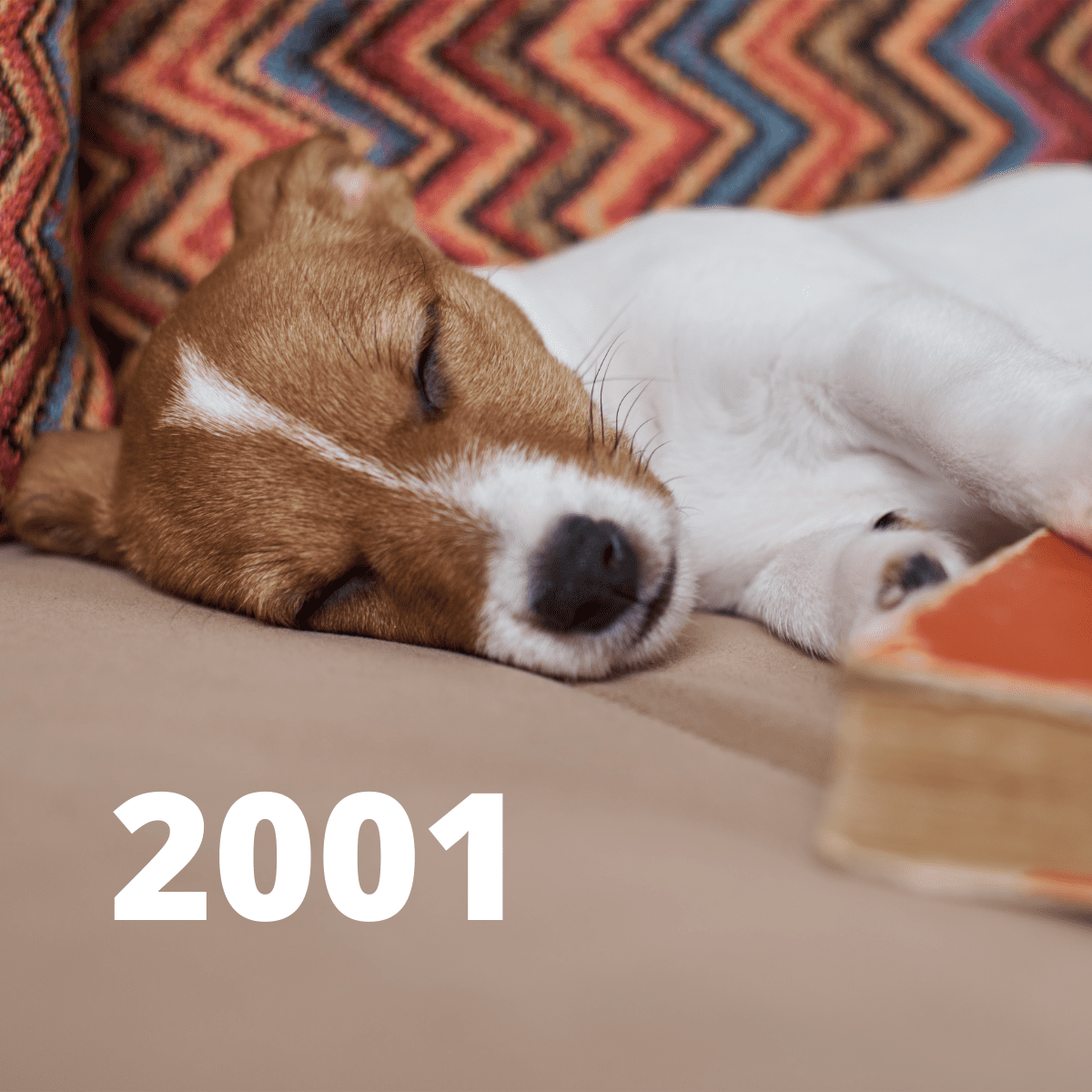 History Of The Jack Russell Terrier Dog Breed (1819 to Modern Day ...