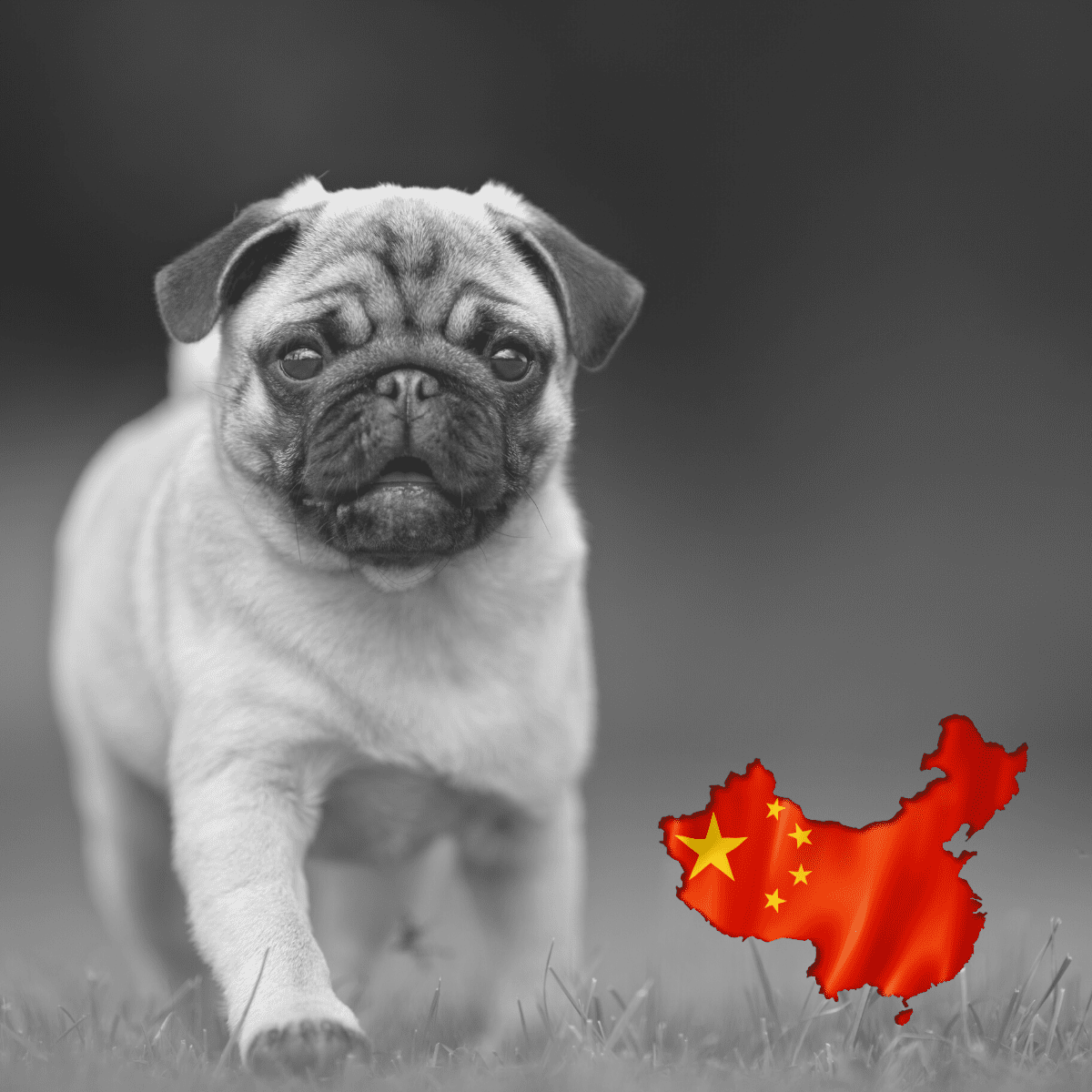 LEARN - History Of The Pug Breed - Dog Friendly Scene