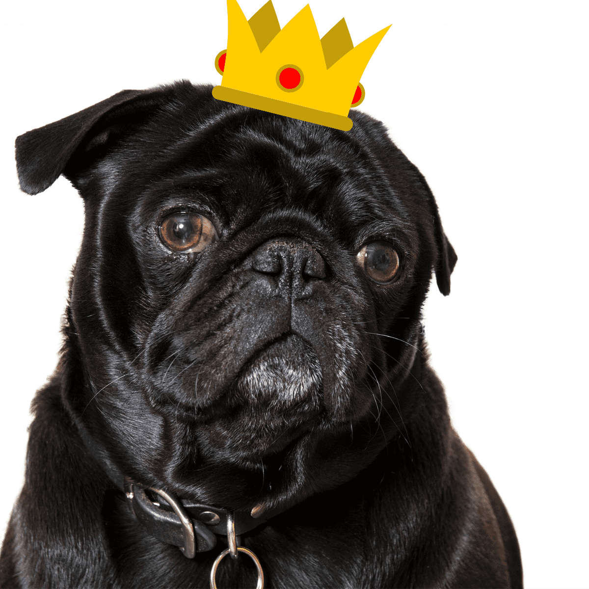 LEARN - History Of The Pug Breed - Dog Friendly Scene