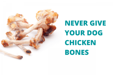 Can Jack Russells Eat Chicken? Raw, Bones, Eggs, And Skin - Dog ...
