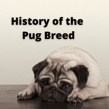 LEARN - History Of The Pug Breed - Dog Friendly Scene
