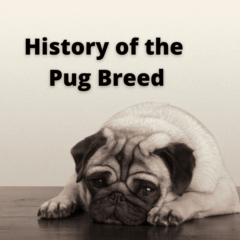 LEARN - History Of The Pug Breed - Dog Friendly Scene