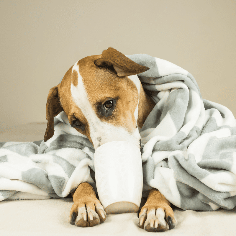 Is It Safe For Dogs To Drink Tea