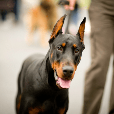 LEARN - History Of The Dobermann - Dog Friendly Scene