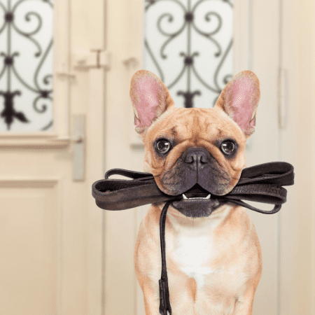 How Long Are Dogs In Season For? (Care guide) - Dog Friendly Scene