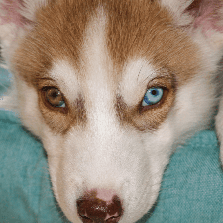 Why Do Huskies Have Blue Eyes? (Explained) - Dog Friendly Scene