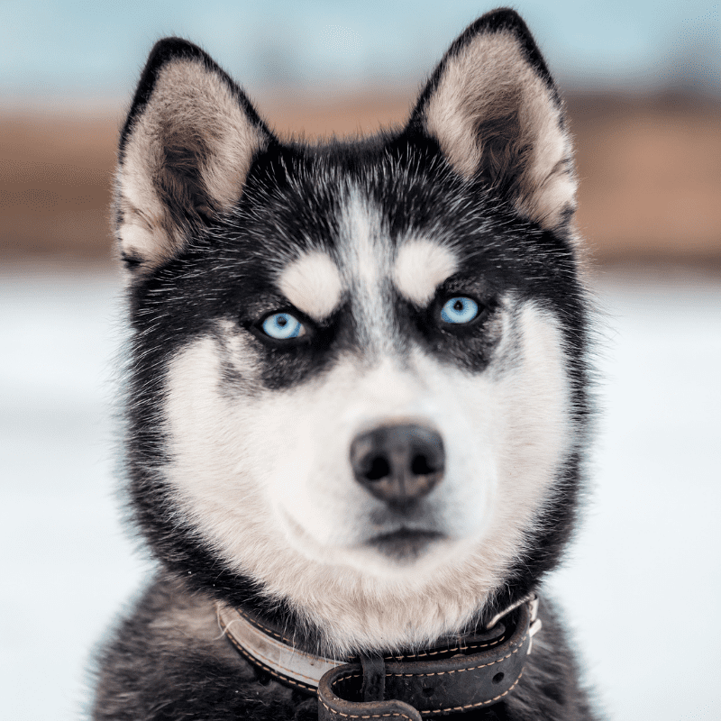 Where Do Huskies Originate From