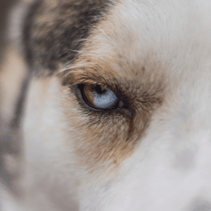 Why Do Huskies Have Blue Eyes? (Explained) - Dog Friendly Scene