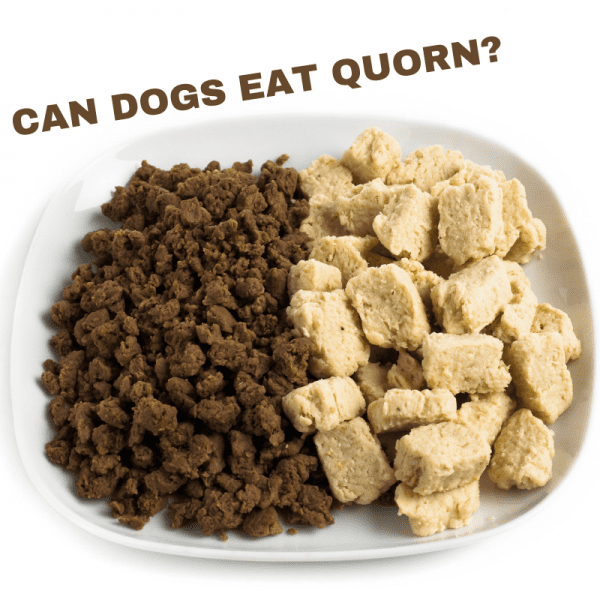 Can Dogs Eat Quorn? (Each Variety Explained) - Dog Friendly Scene