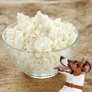 Can Dogs Eat Cottage Cheese? (Healthiest Option) - Dog Friendly Scene