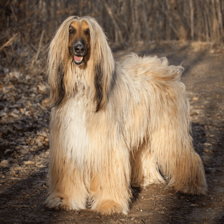 10 Best Looking Dog Breeds (Heads Will Turn) - Dog Friendly Scene