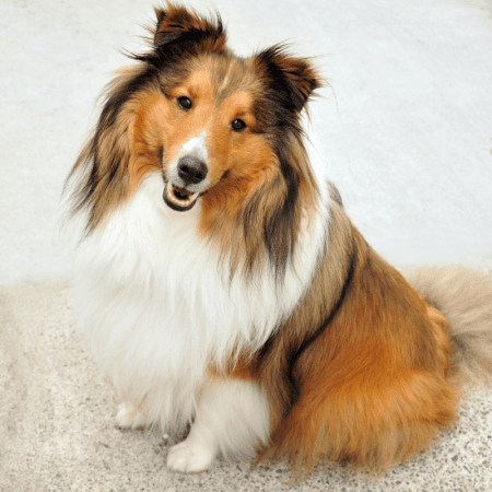 10 Best Looking Dog Breeds (Heads Will Turn) - Dog Friendly Scene
