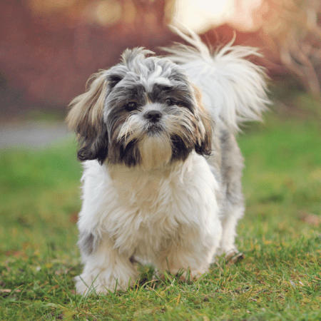 10 Best Looking Dog Breeds (Heads Will Turn) - Dog Friendly Scene