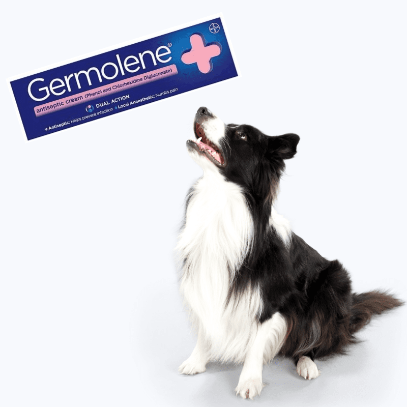 Can Chlorahexadine Be Used On Inside Of Mouth Of Dog