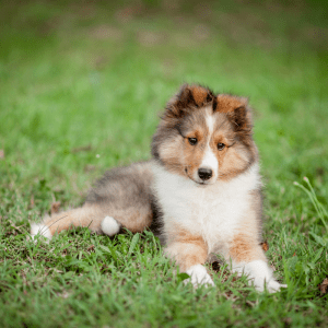 10 Best Looking Dog Breeds (Heads Will Turn) - Dog Friendly Scene