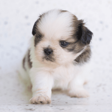 10 Best Looking Dog Breeds (Heads Will Turn) - Dog Friendly Scene