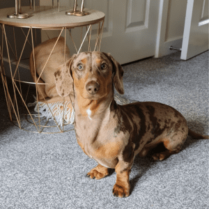 Why Do My Dachshunds Feet Turn Outwards? - Dog Friendly Scene