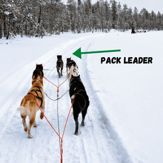 Are Huskies Easy to Train? (Personality, Reward & Punishment Tips ...