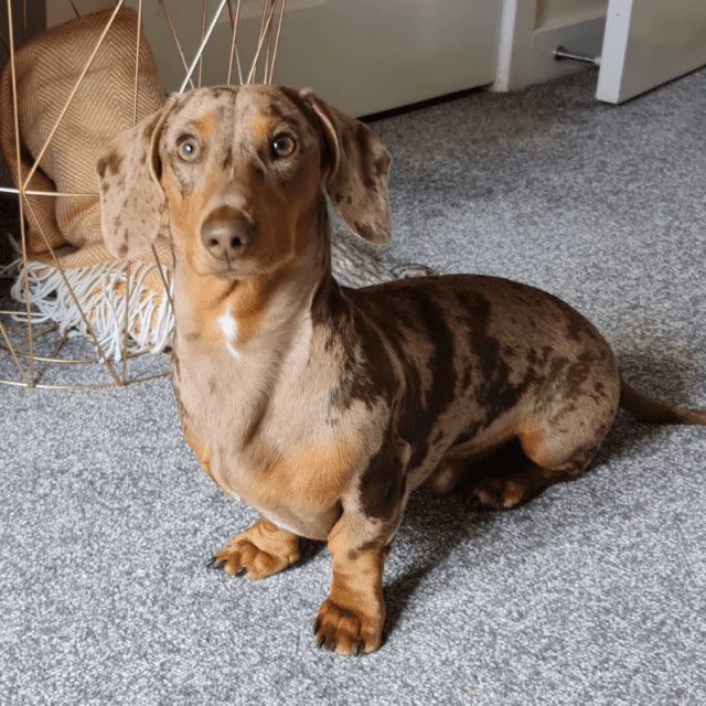 Dachshund Dog Breed Information - Dog Friendly Scene