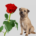 12 Garden Plants Safe And Unsafe To Dogs - Dog Friendly Scene