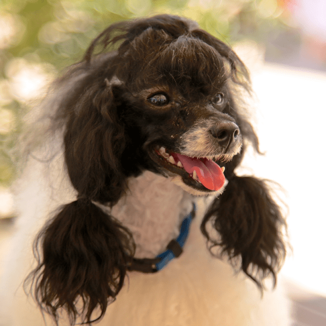 About The Poodle Dog Breed (Personality, Temperament, Trainability and ...