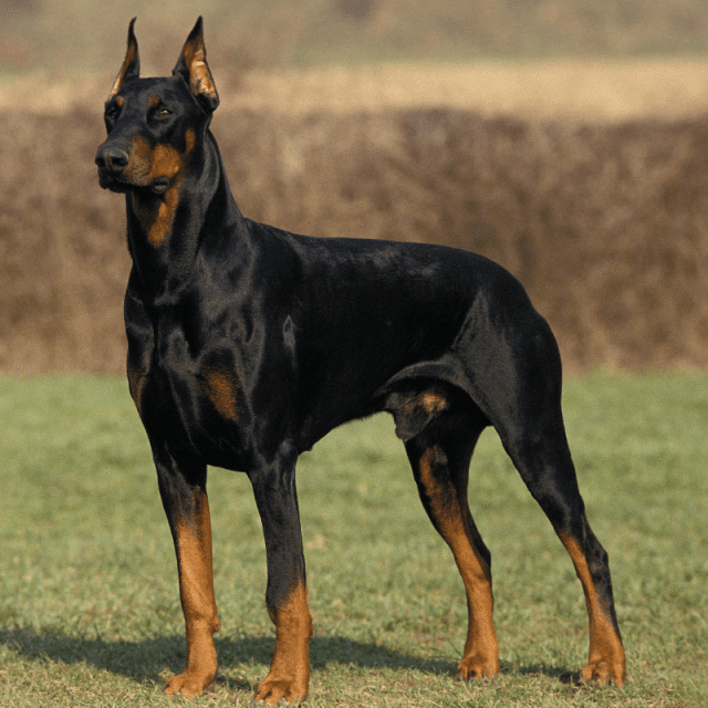 Dobermann Dog Breed Information (Doberman Pinscher) - Dog Friendly Scene