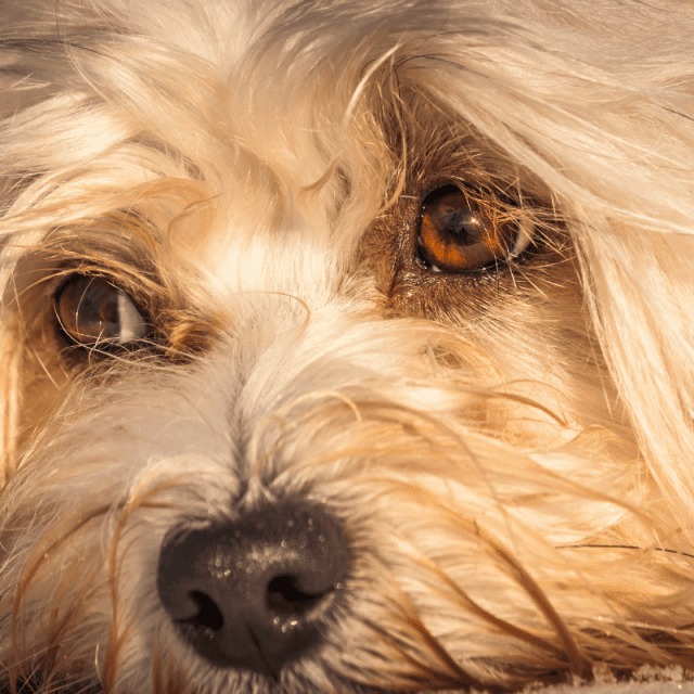 Why Do Most Dogs Have Brown Eyes? (Blue, Amber, Mix) | Dog Friendly Scene