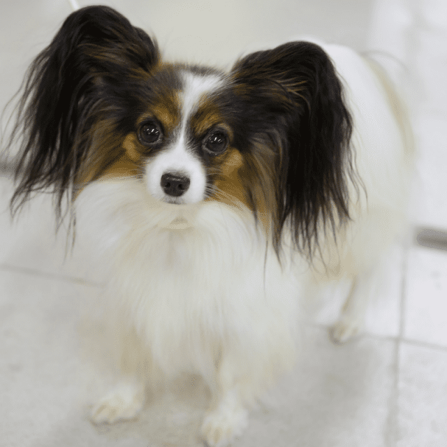 History of the Papillon Dog Breed - Dog Friendly Scene