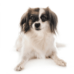 History of the Papillon Dog Breed - Dog Friendly Scene