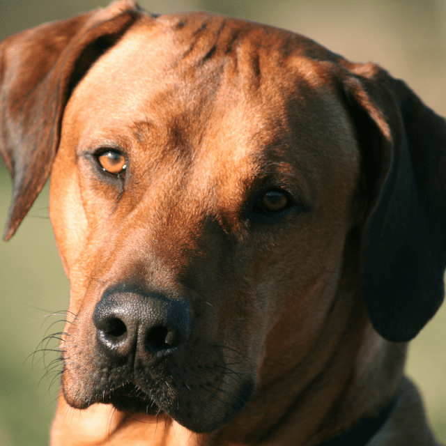 Why Do Most Dogs Have Brown Eyes? (Blue, Amber, Mix) - Dog Friendly Scene