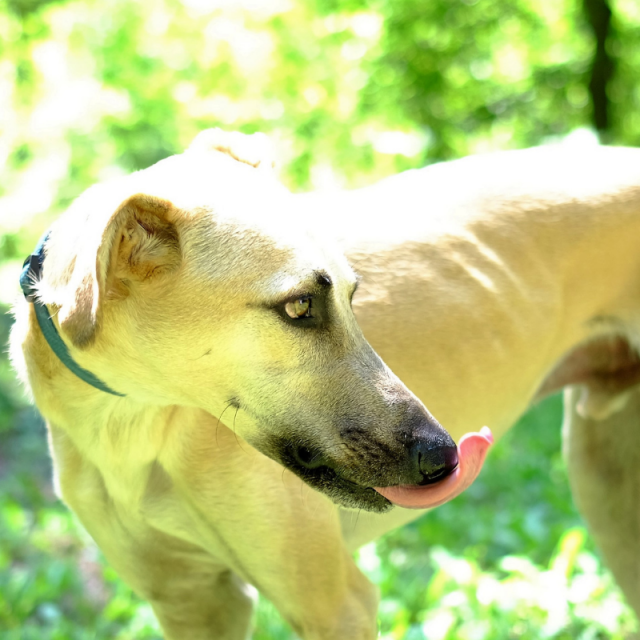 Why Do Most Dogs Have Brown Eyes? (Blue, Amber, Mix) - Dog Friendly Scene