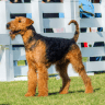 Airedale Terrier Dog Breed Information (New Owners Guide) - Dog ...