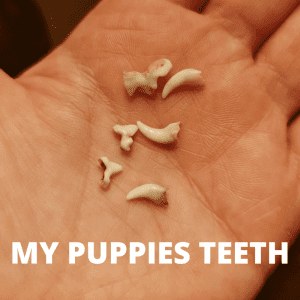 When Do Puppies Start Teething? (Teething Stages By Age) - Dog Friendly ...