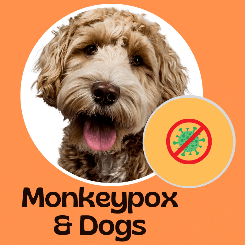 Can Dogs Catch Chickenpox Can Dogs Catch Chickenpox