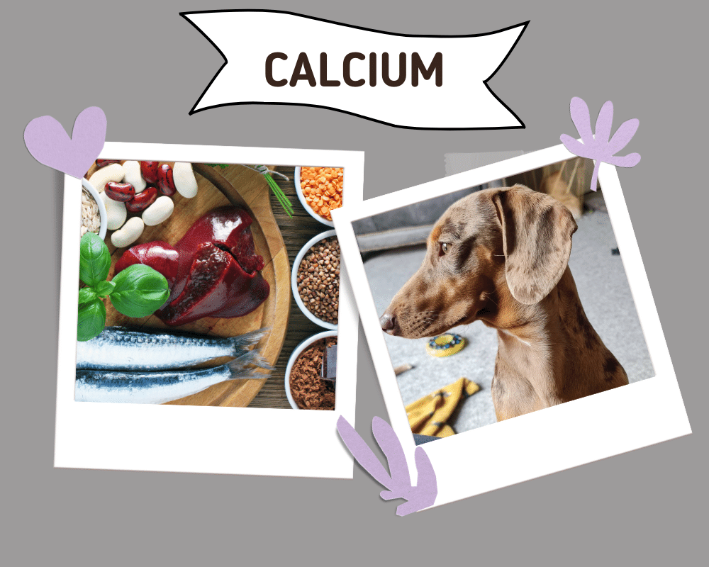 Vitamins And Minerals A Dog Needs For Healthy Bones - Dog Friendly Scene